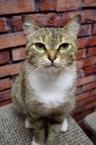 Кошечка Полли 1,5 года