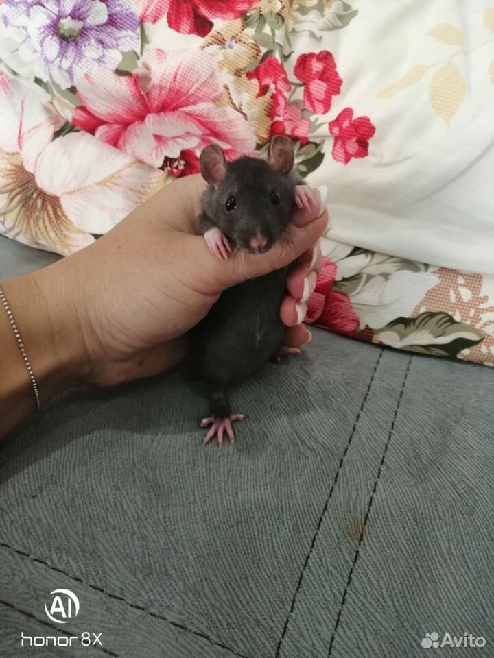 Крысы крыса крысята крыски