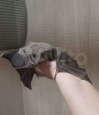 Нильский крылан Маруся