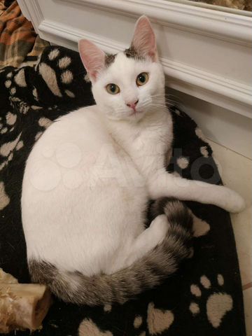 Котенок Катя