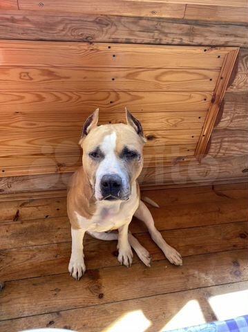 Ищем сучку для вязки Стаффордширский терьер