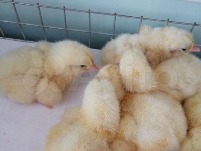 Цыплята бройлер Кобб 500, Росс 308 импорт