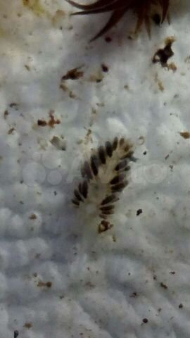 Молюск бергия