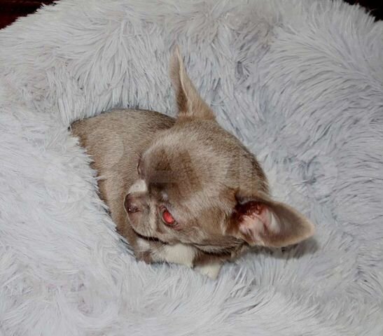 Лиловая мимимишка чихуашка на мягкую подушечку