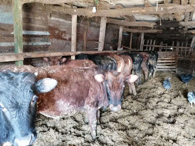 Бычки и быки телки