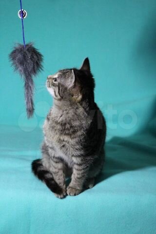 Котенок Гера ищет дом