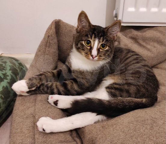 Котёнок-кривляка