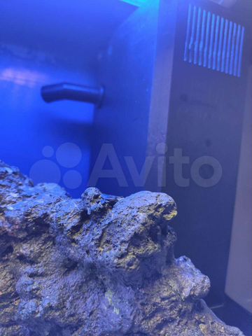 Аквариумные рыбки цихлиды аквариум декор фильтры