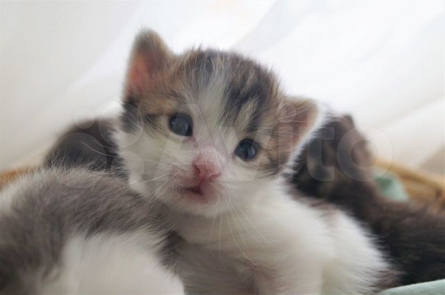 Пушистые ангелочки