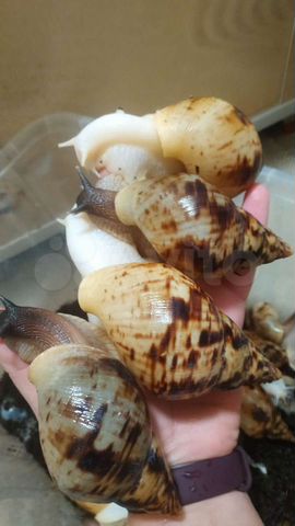 Ахатина Ретикулята