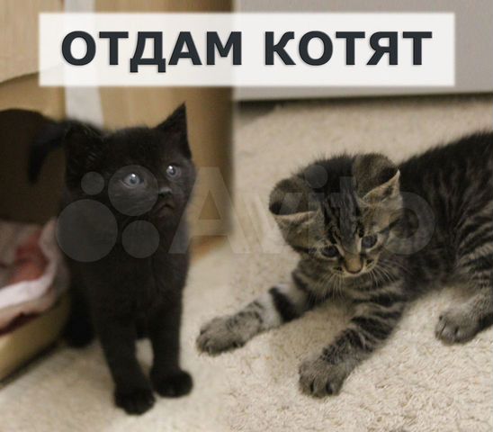 Отдам котят
