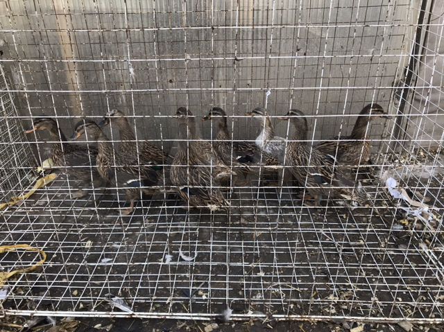 Подсадная Кряква