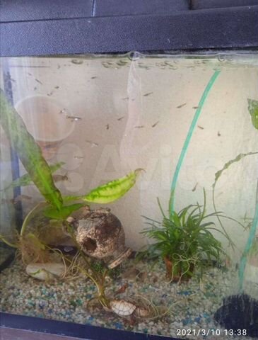 Мальки рыбок Гуппи