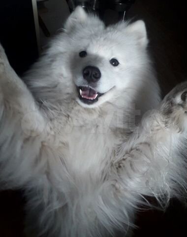 Самоедская собака