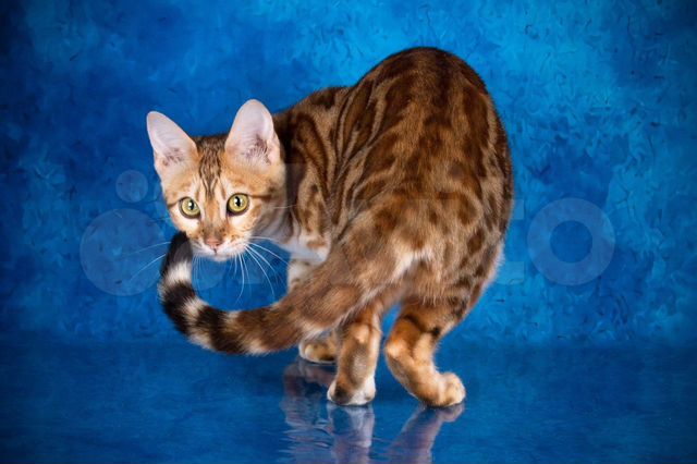 Зеленоглазая девочка с правом разведения