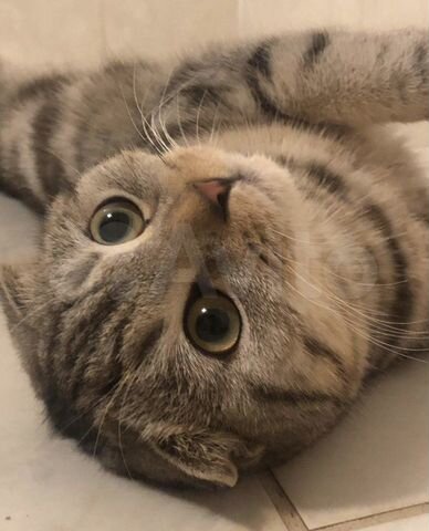 Шотладские котята