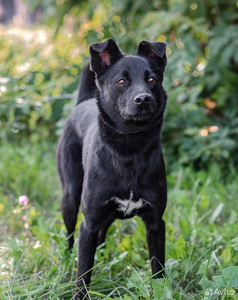 Собака Лола ищет хозяина. Отдадим в хорошие руки