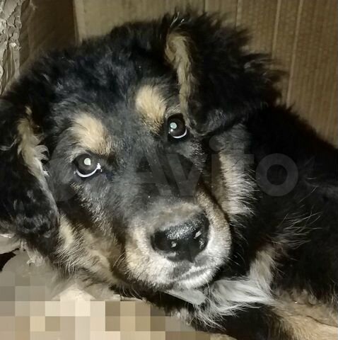 Щенок в добрые руки