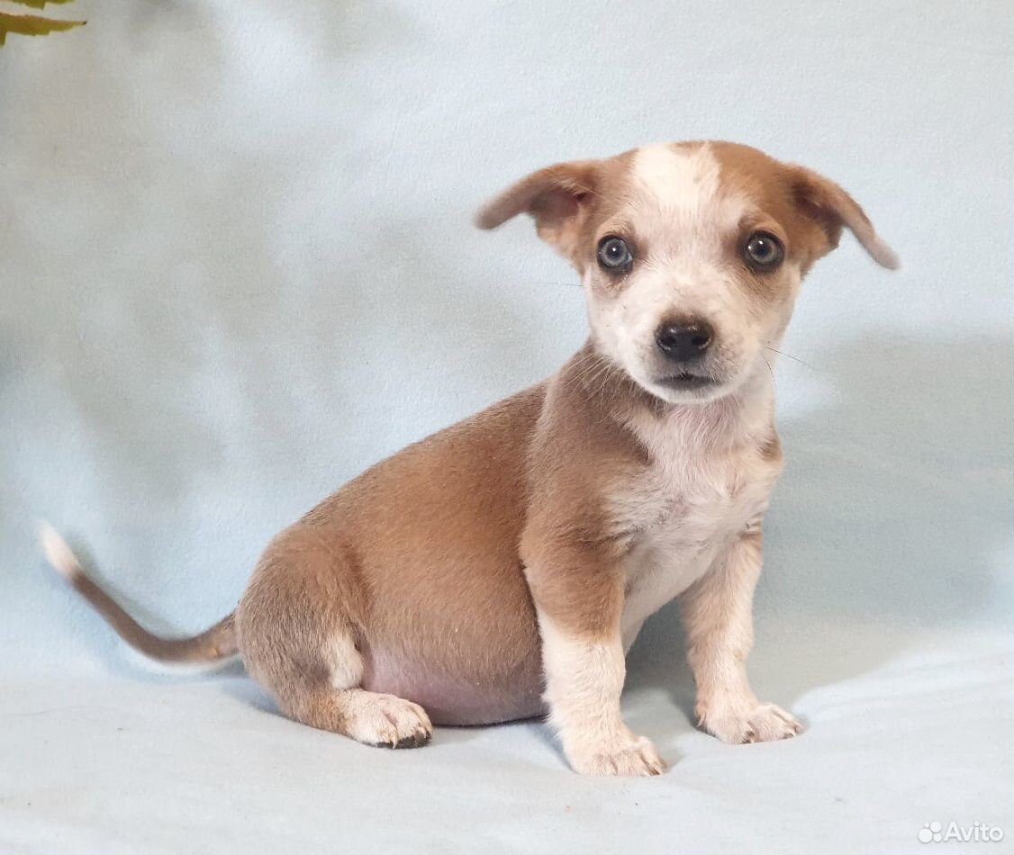 Малышарики ищут дом