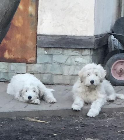 Щенки Южнорусской овчарки