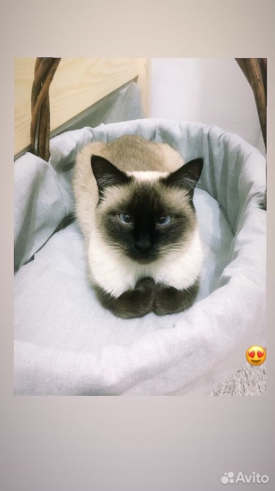 Кошка ищет жениха тайца