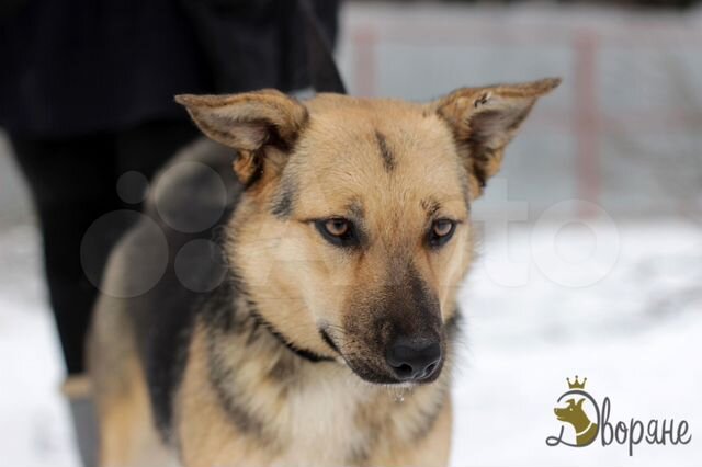 Добрая девочка Наташа в дар