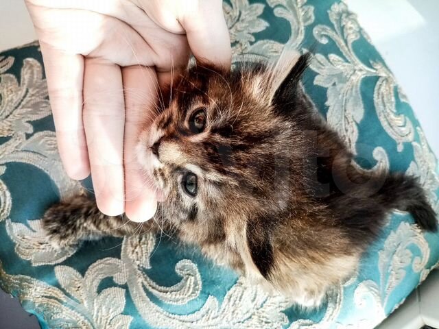 Маленькие пушистые котята ждут своих любящих хозяе