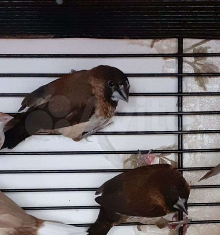 Пара японские амадины, самец и самка