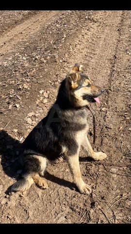 Агата собака душа, собака солнце