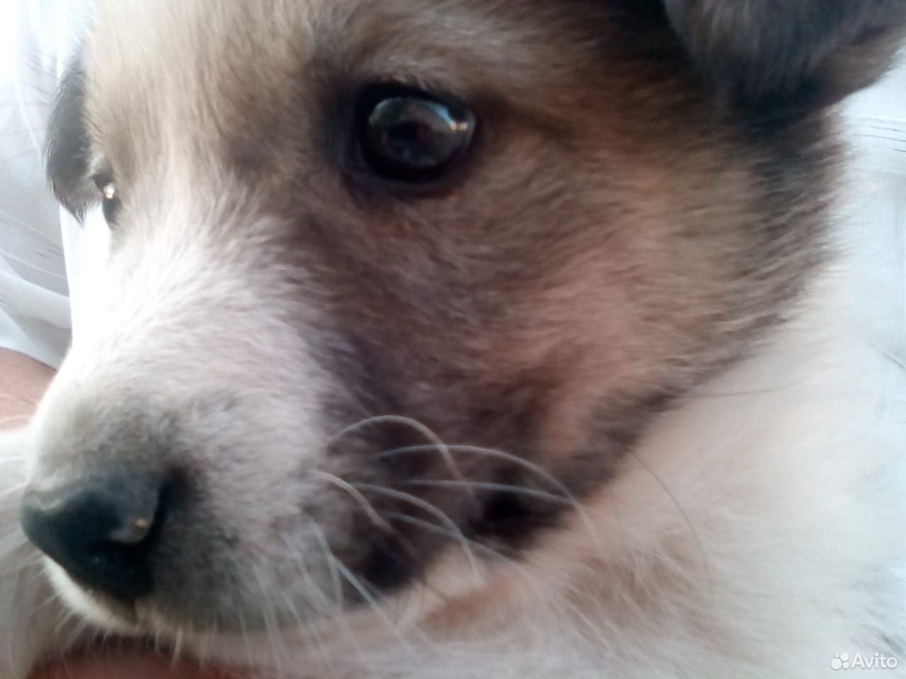 Нежная красивая девочка-щеночек ищет семью