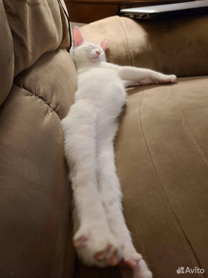 Котик ангорка