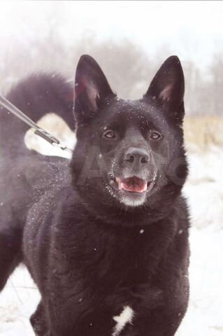 Собака Ночка в добрые руки