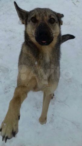 Санта Лючия, отдам в хорошие руки