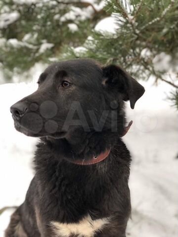 Собака в добрые руки