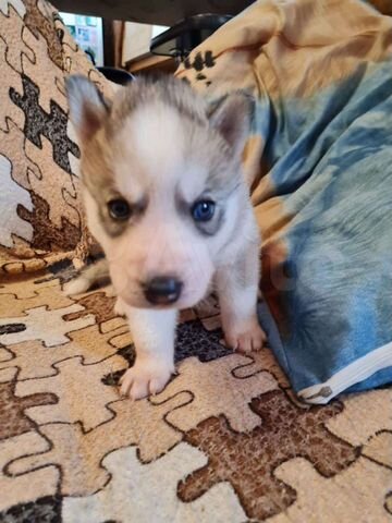 Сибирский хаски голубоглазы