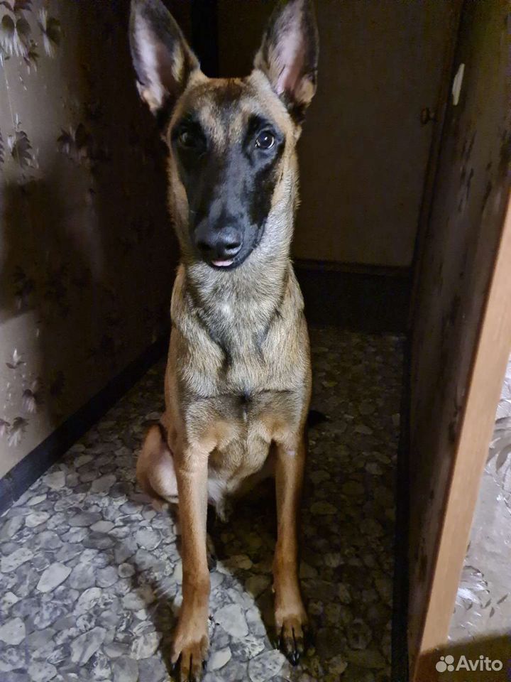 Щенок 11 мес малинуа