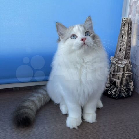 Котенок рэгдолл