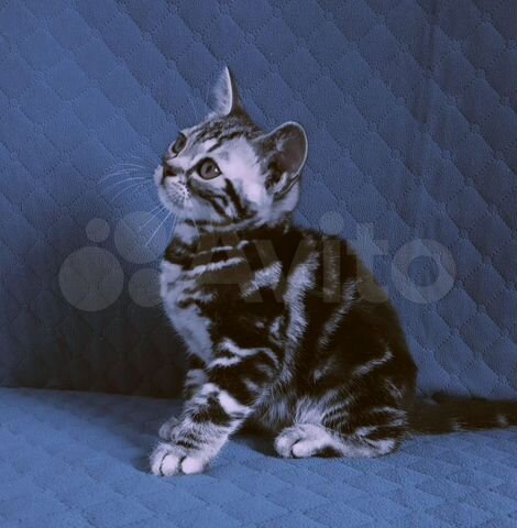 Котенок Американской короткошерстной (мальчик)