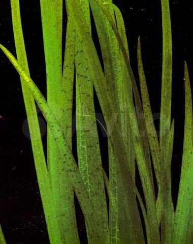 Валлиснерия тигровая, наяда, роголистник- аквариум