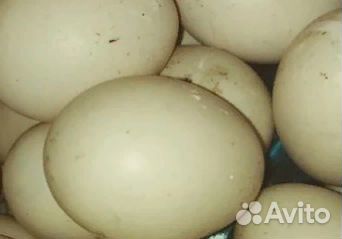 Яйца индоуток