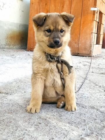 Активные овчарята в добрые руки, 2 месяца