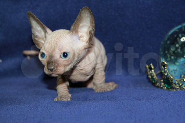 Девочка Сфинкс Симона