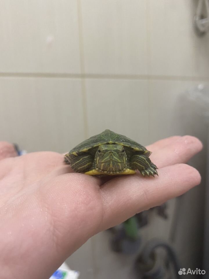 Красноухие черепашки в хорошие руки