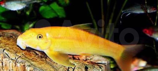 Геринохейлус, платидорас