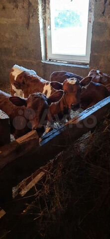 Телята 2-3 месячные