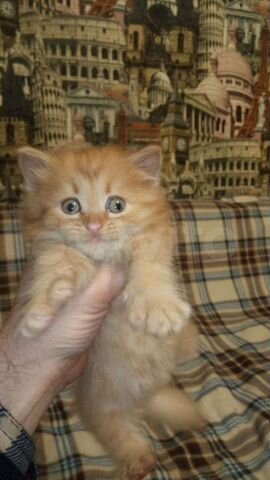 Поиск дома котяткам