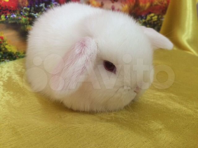 Вислоухий крольчонок из питомника