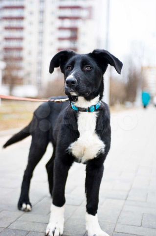 Прекрасная Софи ищет дом