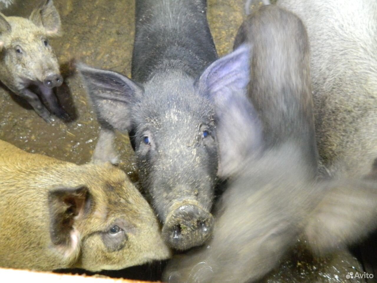 Поросенок,хряк(Венгерская мангалица)