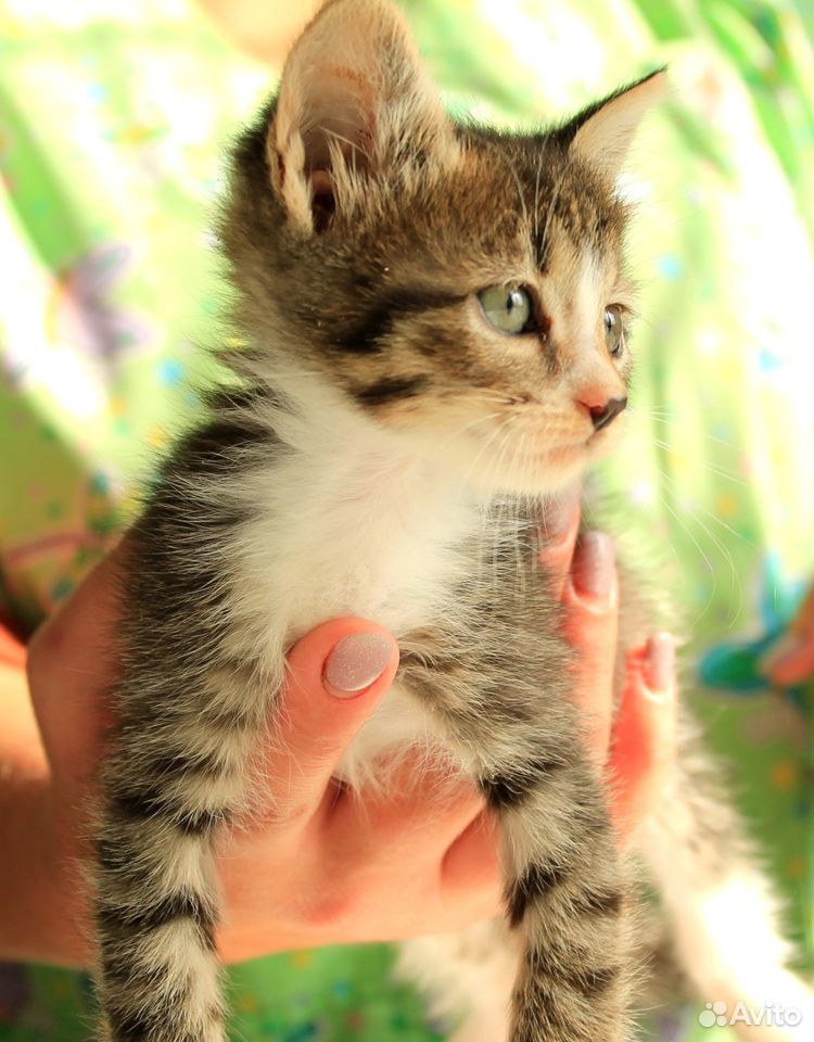 Котенок Майя